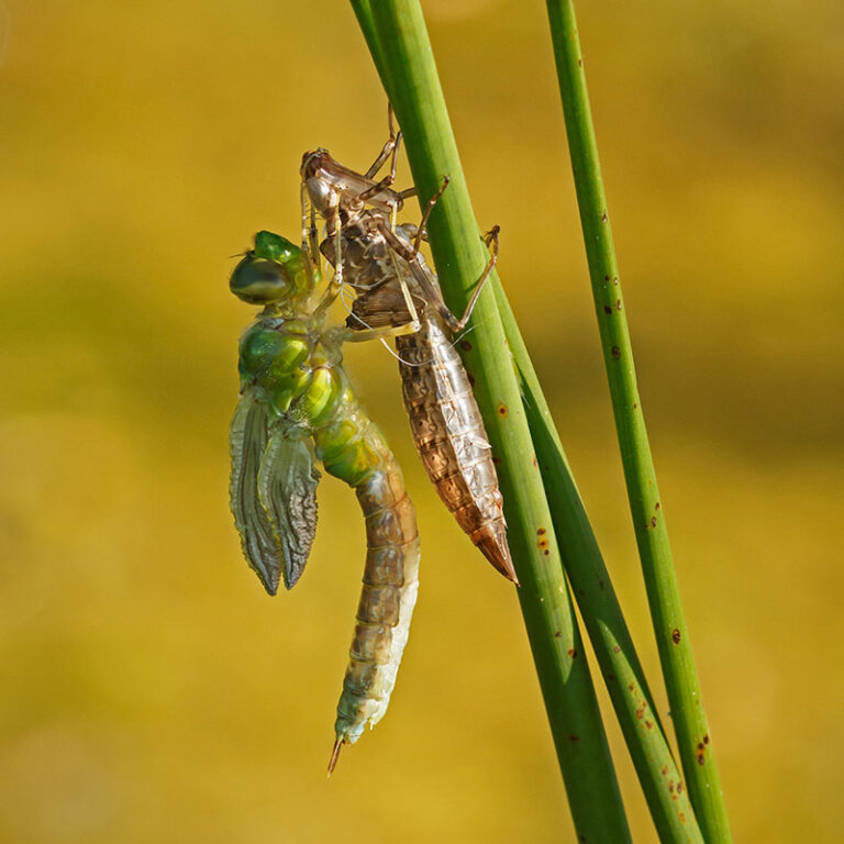 Emperor dragonfly emerging Froyle | Froyle Wildlife